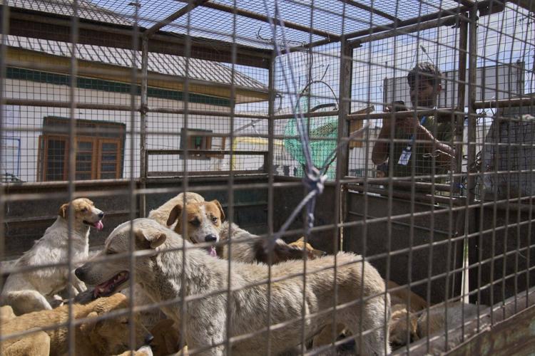 Photos of stray dogs in Indian-controlled Kashmir and attempts to ...