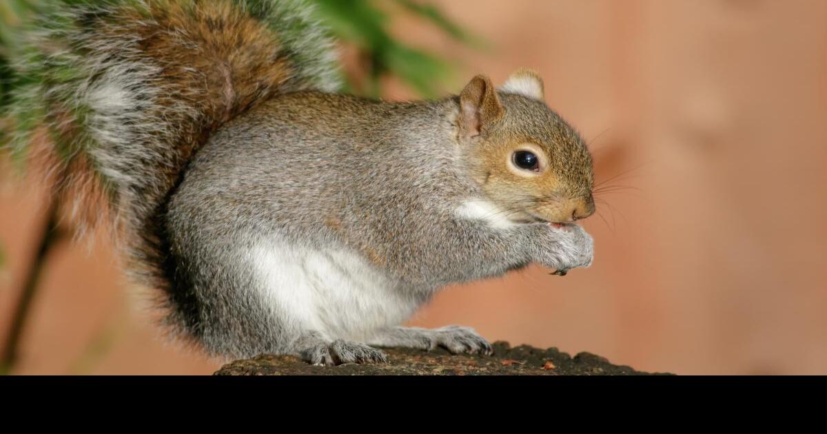 Monkey poo and squirrels with tender butts