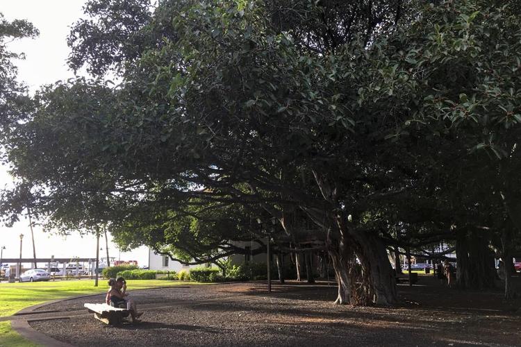 How Lahaina's more than 150-year-old banyan tree is coming back to life ...