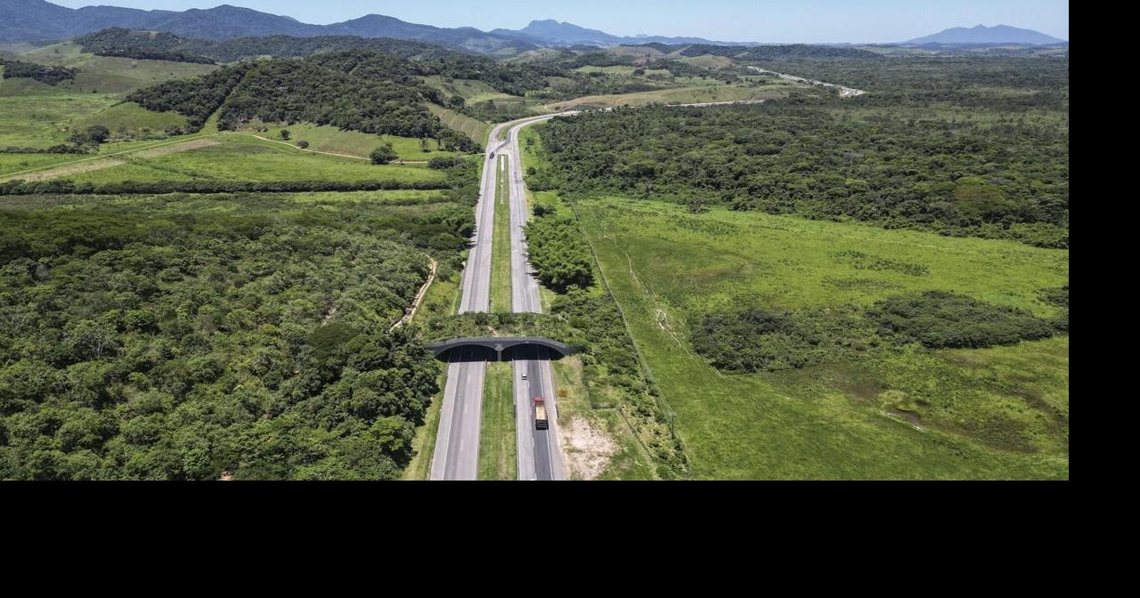 Saving Brazil's golden monkey, one green corridor at a time