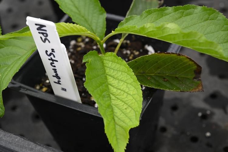 Stumpy, the gnarled, old cherry tree, is gone. But its clones - little Stumplings - live on