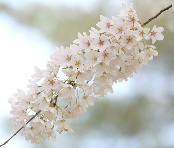 Cherry blossoms bloom across Hamilton