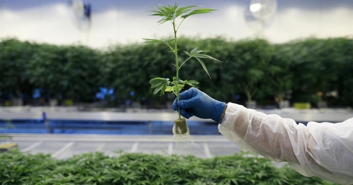 Ontario doctors still lack knowledge when it comes to medical pot ...