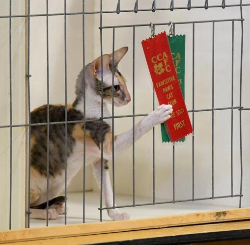 Purrfect scores all around at Ancaster cat show