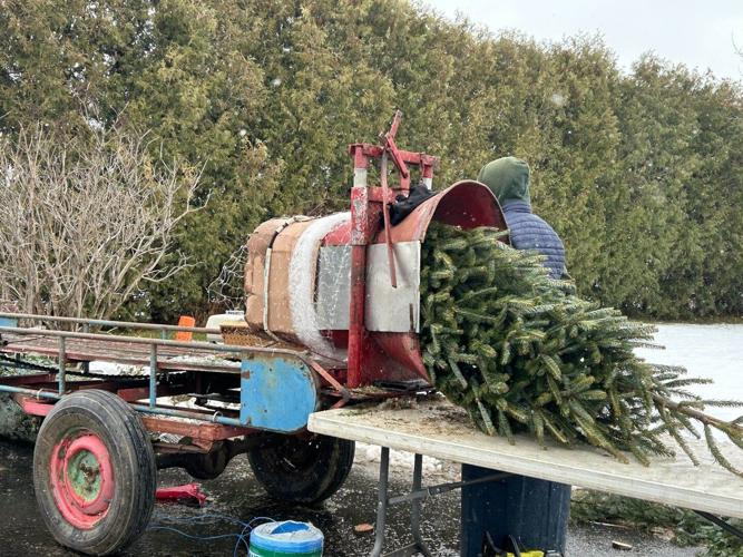 Families brave wintry weather for Christmas tree shopping
