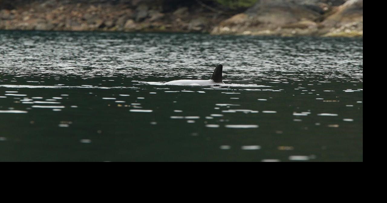 Stranded orca calf remains in B.C. lagoon, breaching at regular intervals