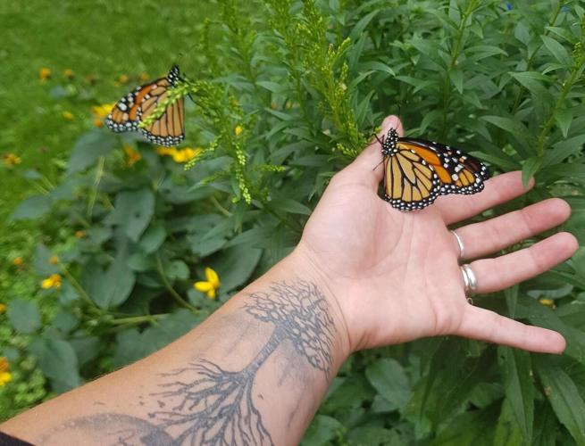 Waterford woman raised 80 monarch butterflies in her kitchen