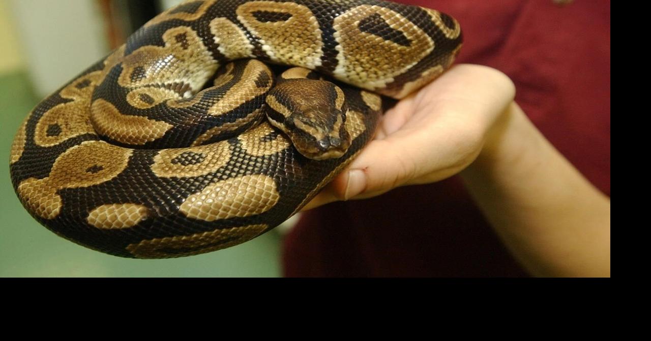Edmonton zoo employee ‘doing well’ following Burmese python bite
