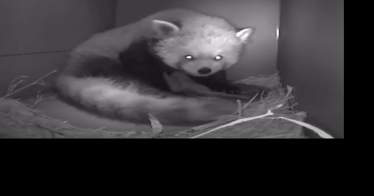 Two red pandas born at Toronto Zoo in unexpected surprise