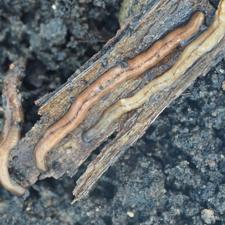 Ontario invasive species and what to do if you see them