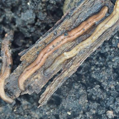 Ontario invasive species and what to do if you see them
