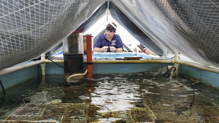 Endangered sea corals moved from South Florida to the Texas Gulf Coast ...