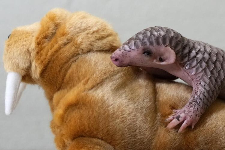 1st baby pangolin in Europe born in Prague zoo, doing well