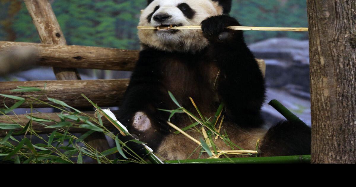 Hopes high for pitter patter of little panda paws at Toronto Zoo