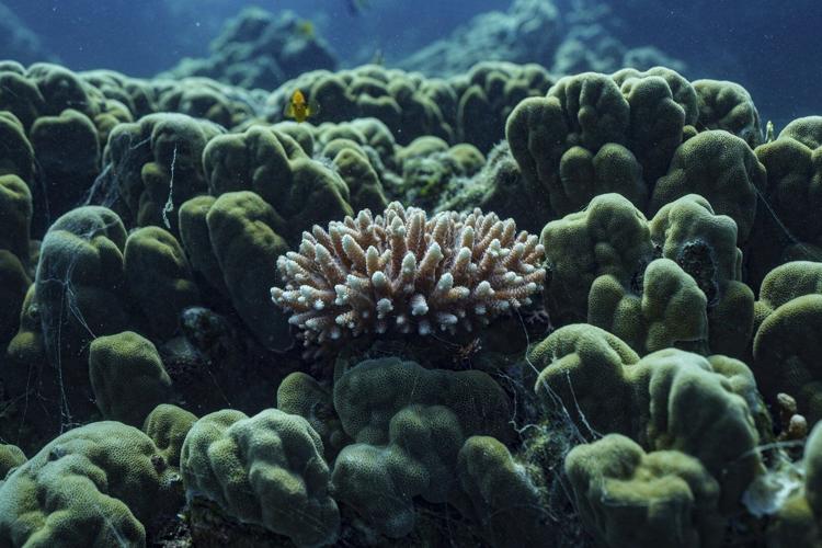 In disaster-prone Vanuatu, photos show sea animals returning to ...