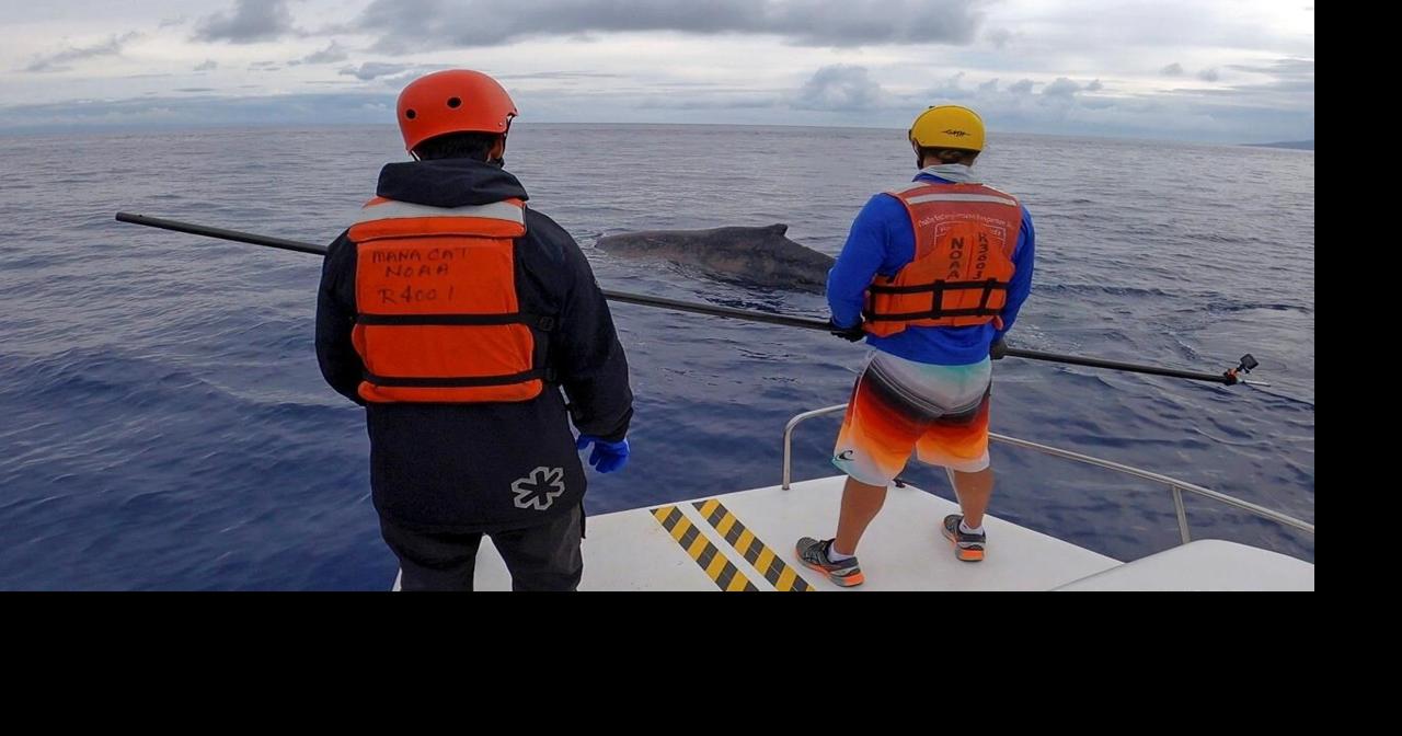 Emaciated and entangled humpback whale gets help off Hawaii