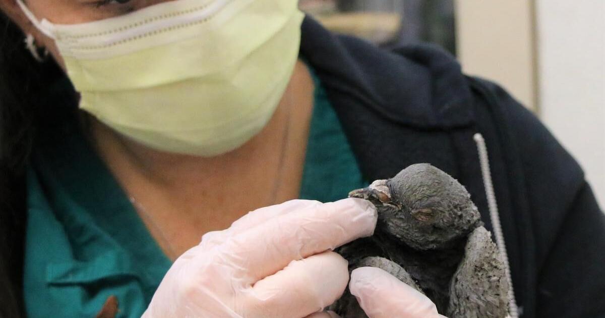 Pigeon suffers ‘severe burns’ from Bathurst encampment explosion