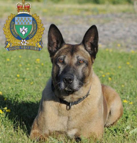 Dead hero police dog’s genes saved for future breeding