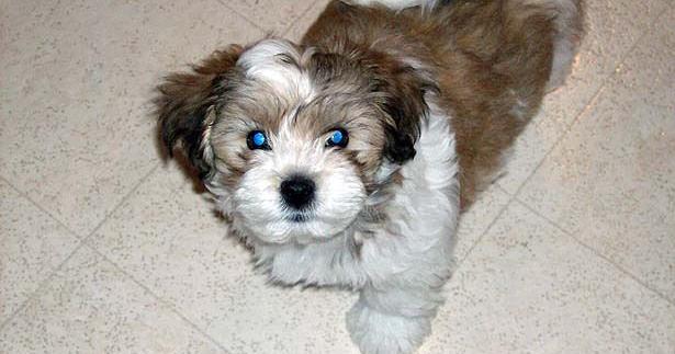 Puppy investment earns huge dividends for family