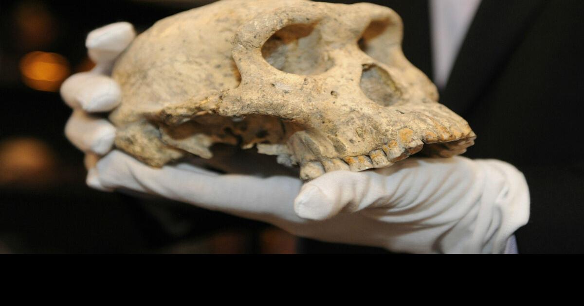 Newfound skull has scientists rethinking human family tree
