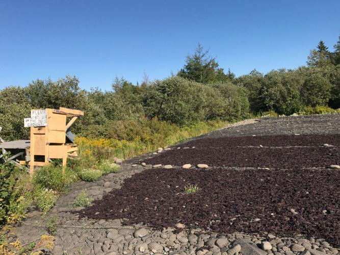 Culinary tourists love the dulse scene on Grand Manan Island