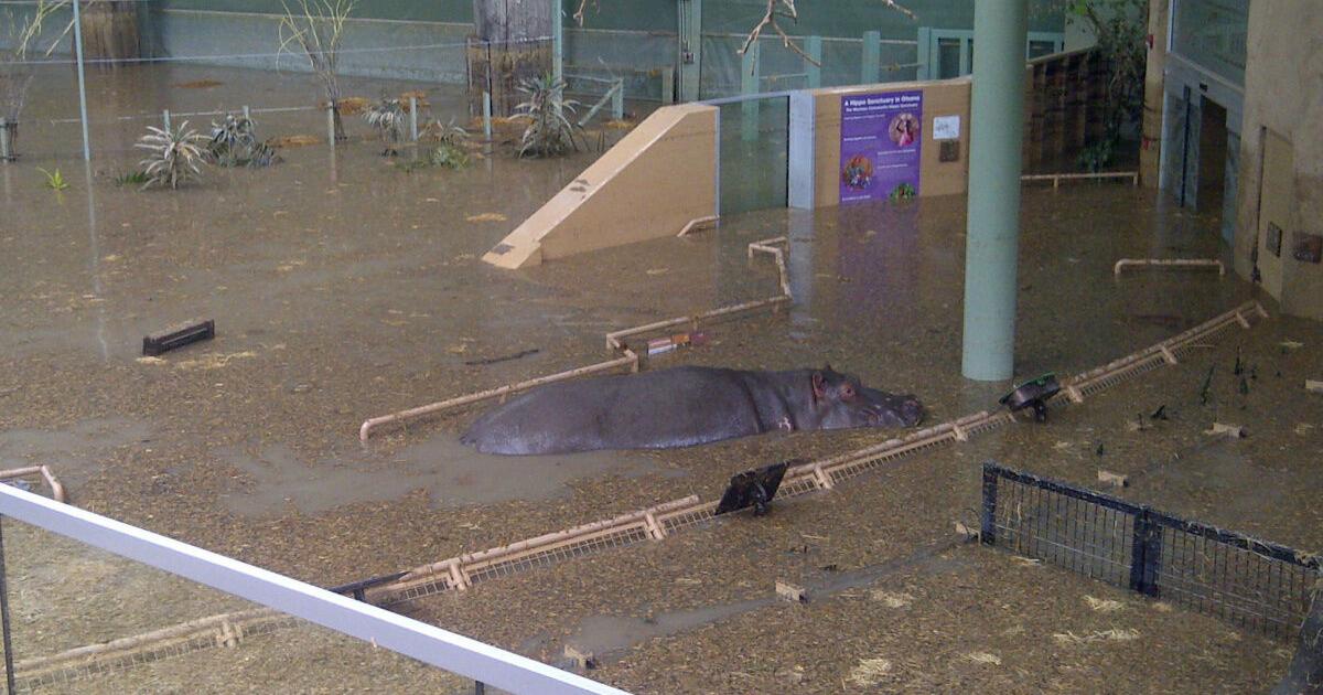Alberta flooding: Calgary Zoo staff risk life to stop hippo that almost ...