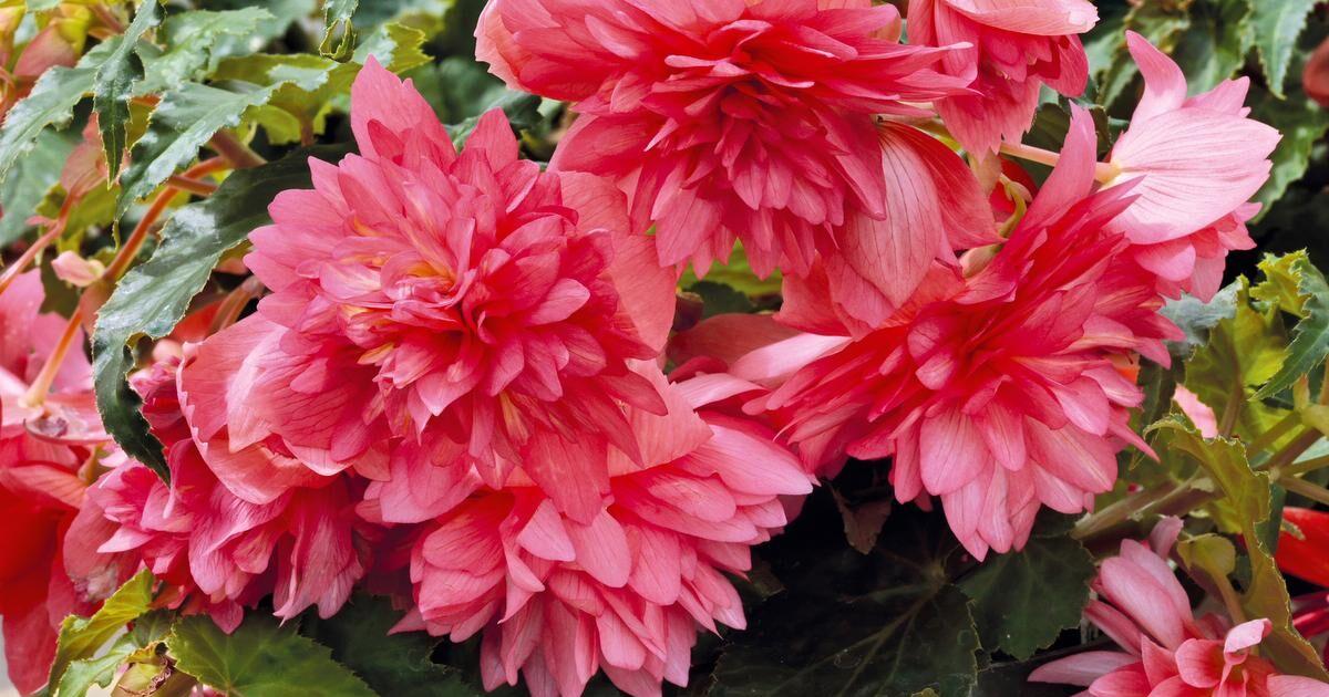 Funky Pink begonia flower is exotically unique for baskets and mixed ...