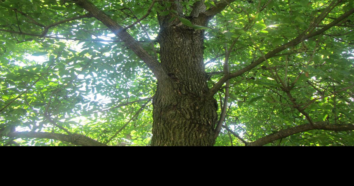 Emerald ash borer: Homeowners dither while window for saving ash trees ...