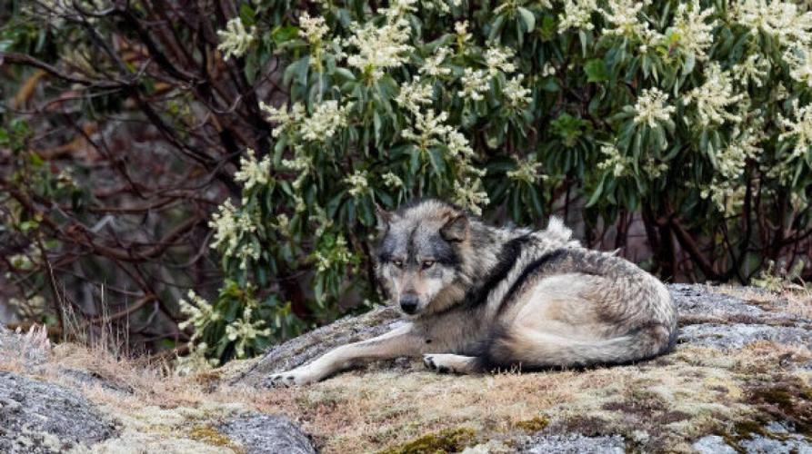 Sea wolf a highlight of B.C. travel experience that combines nature and ...
