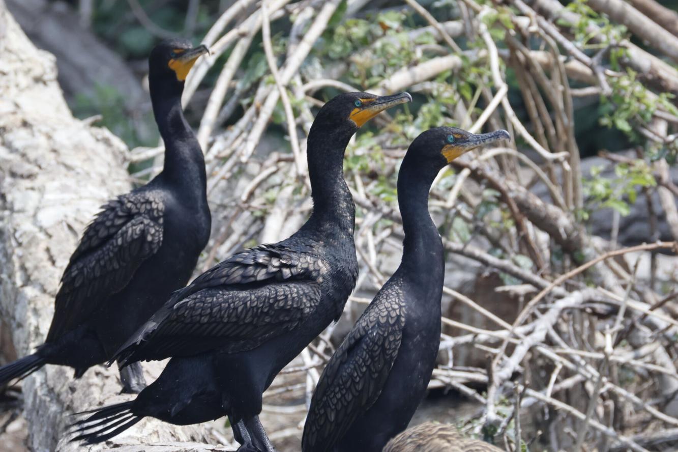 ‘The cormorants are winning’ the battle for Toronto Islands