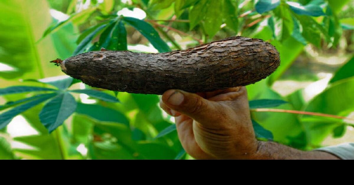 Does cassava hold the secret to climate change adaptation?