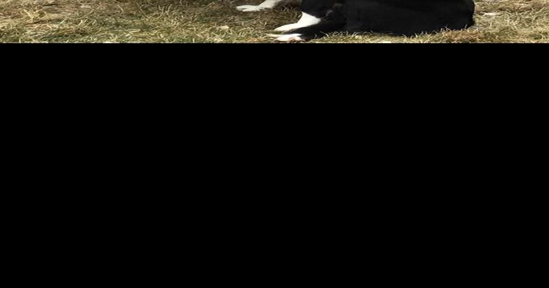 RCMP say disappearance of B.C. cowboy Ben Tyner ‘may involve criminality’