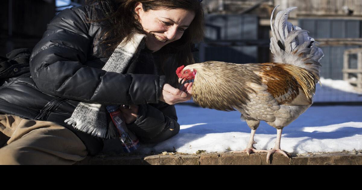 Dumbledore the rooster fears being without best friend Gandalf: Pet Psyche