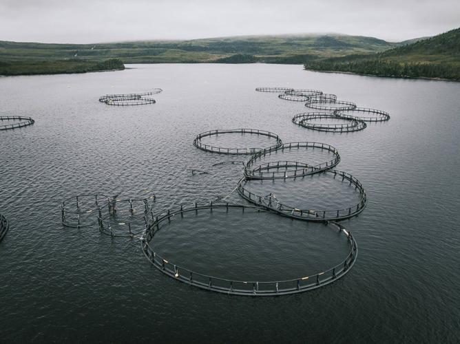 Salmon group says aquaculture companies stashing garbage along ...