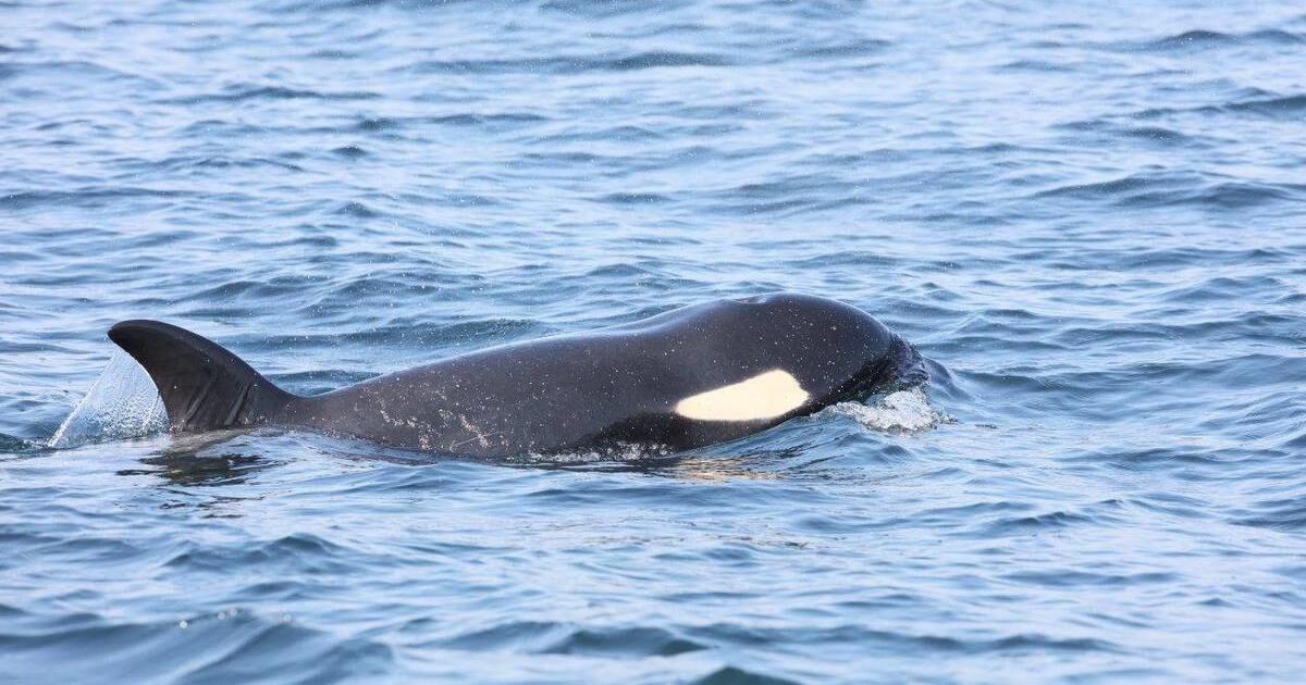 Struggling orca spotted Monday after weekend search