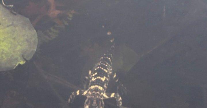 Small alligator rescued in Boston after slithering into the city's ...