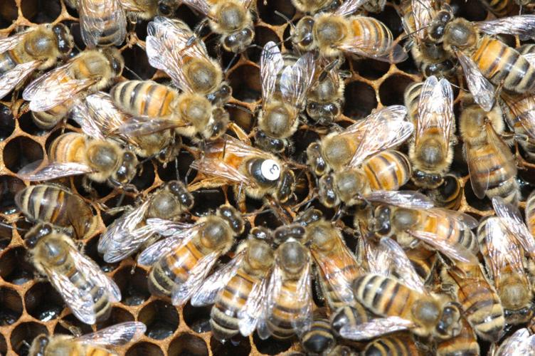 Scientists on quest for the ultimate Canadian honeybee