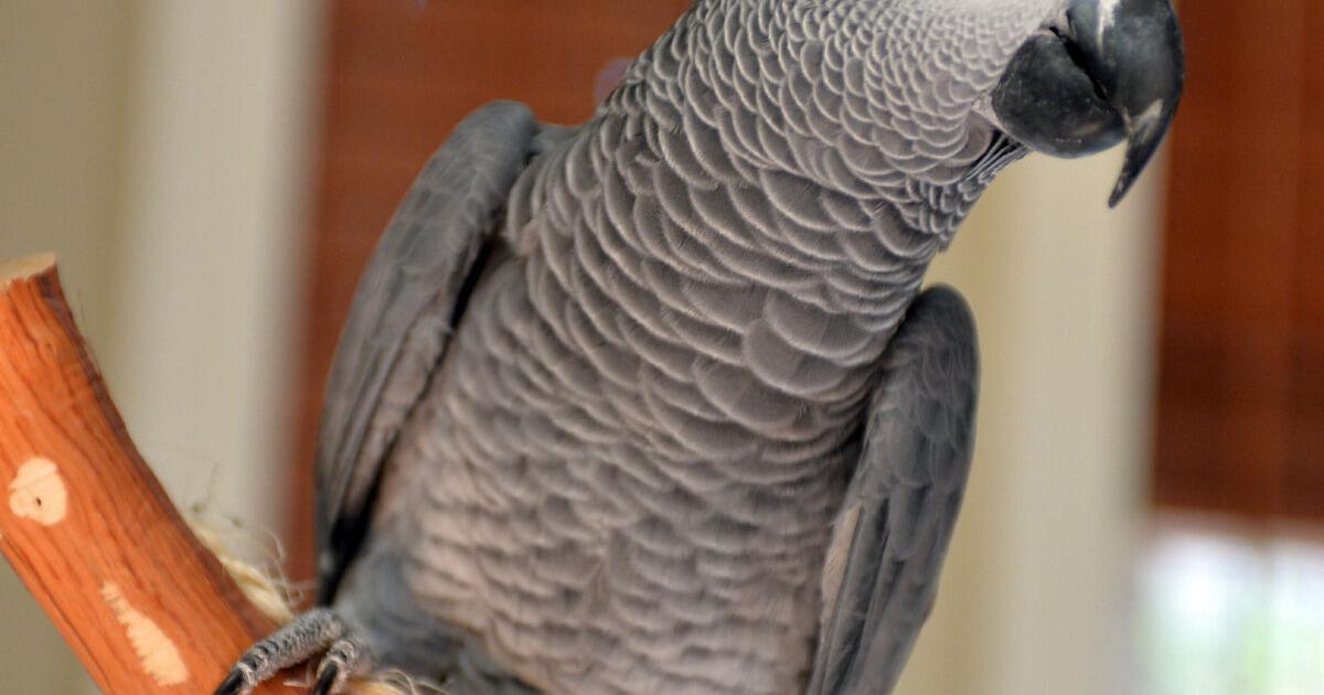 Nigel the British parrot reunited with owner after four years, now ...