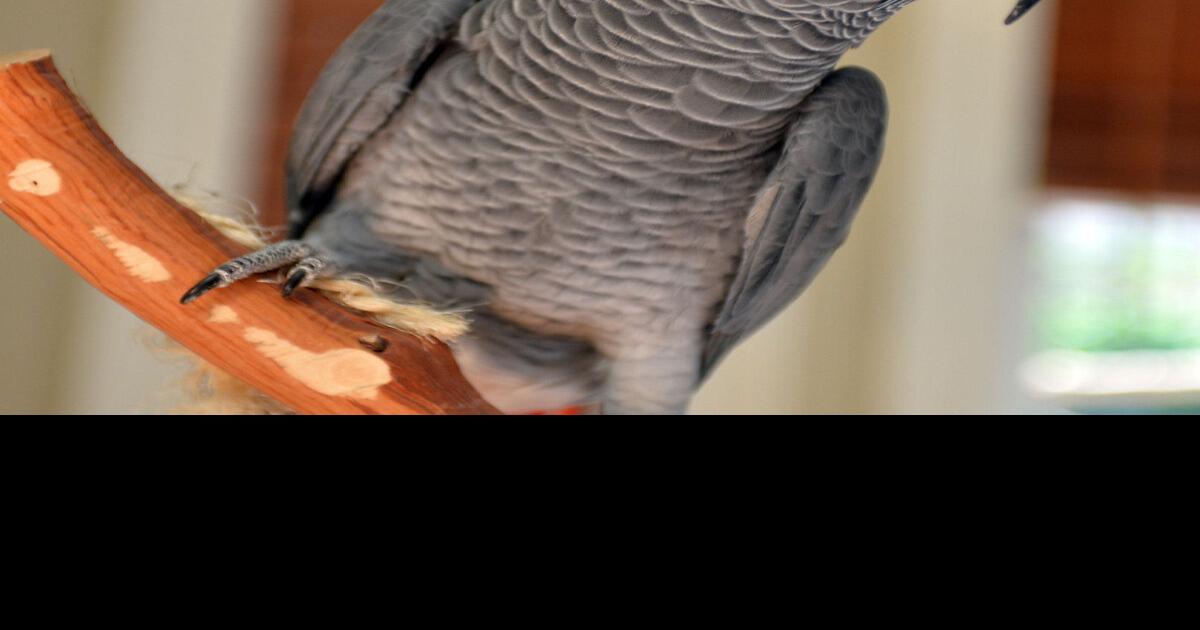 Nigel the British parrot reunited with owner after four years, now ...