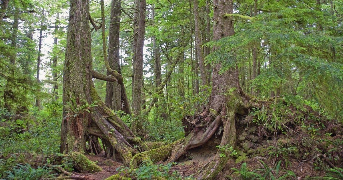 Here’s a look inside the secret life of trees