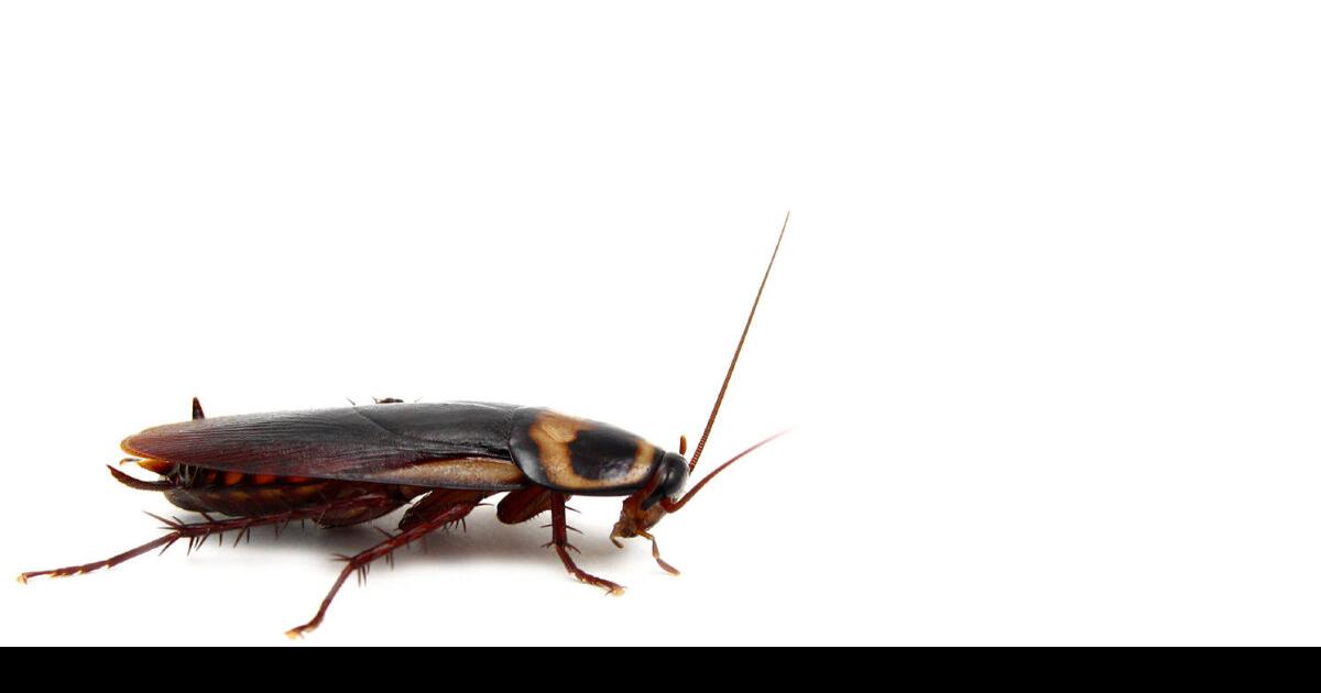 The case for cockroach milk: The next superfood?
