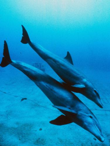 Mass dolphin deaths likely caused by virus: NOAA