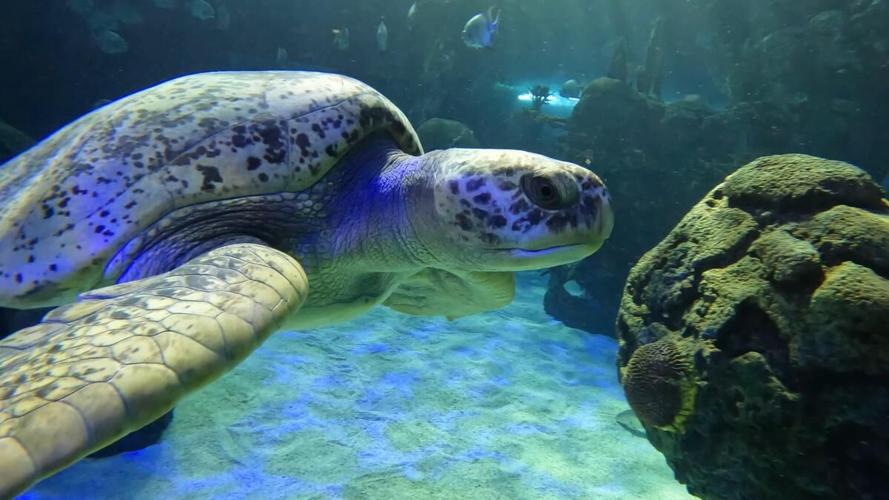 Ripley’s Aquarium in Toronto welcomes endangered sea turtle