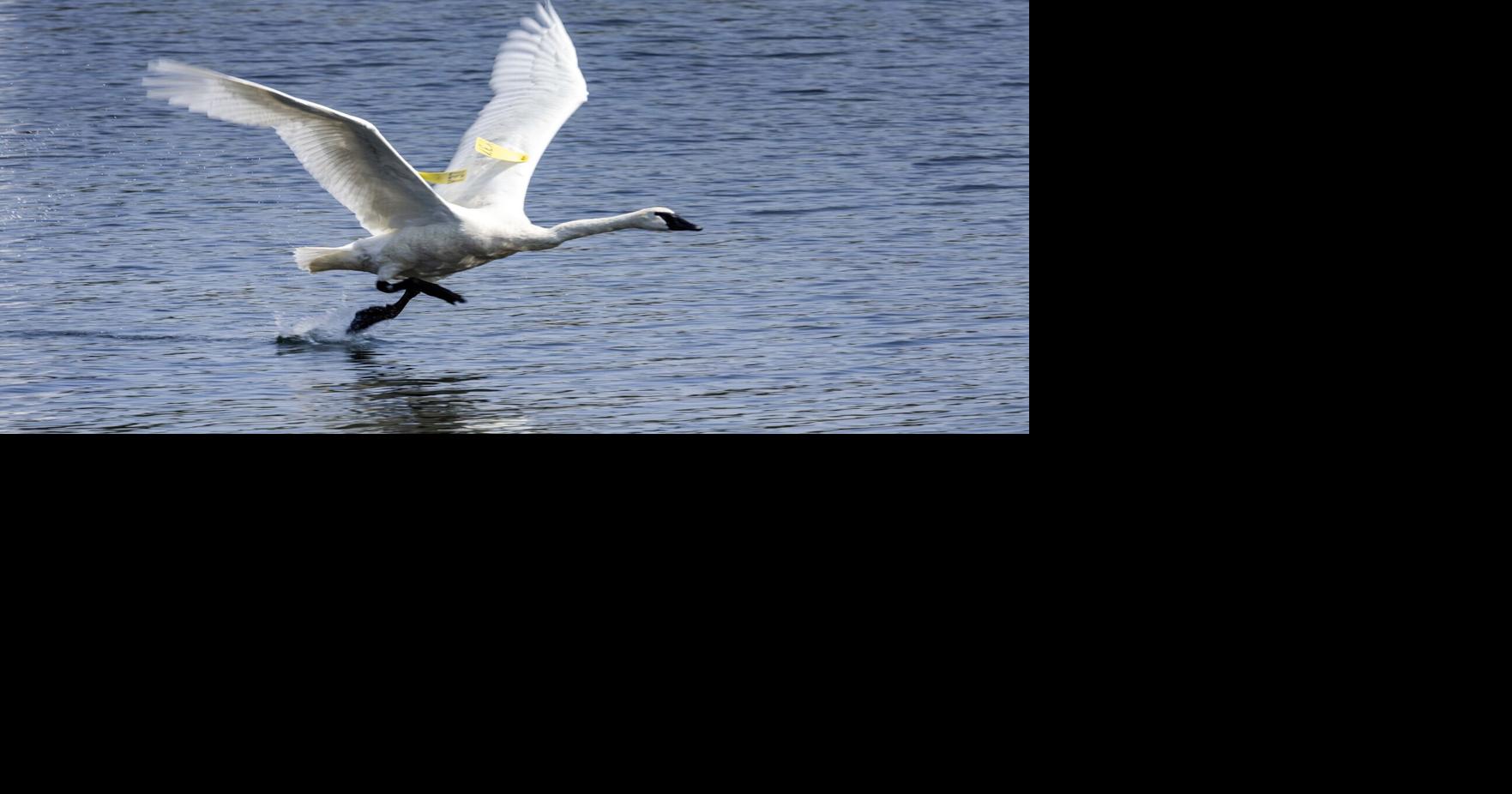 Community mourns loss of Scarborough Bluffs trumpeter swan