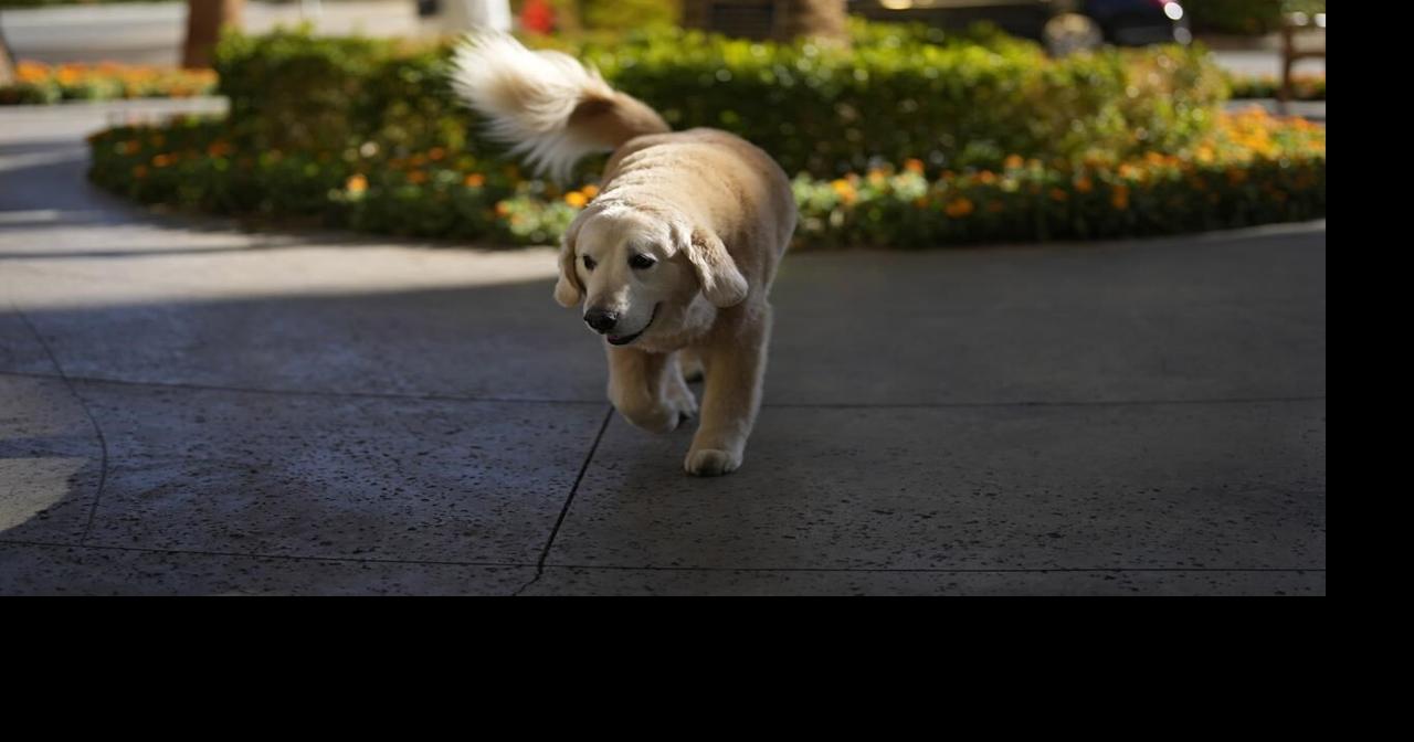 Football's top dog: Kirk Herbstreit's golden retriever Ben has become a ...