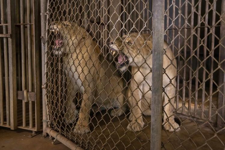 Lions, a bear and a camel say goodbye to Puerto Rico’s zoo