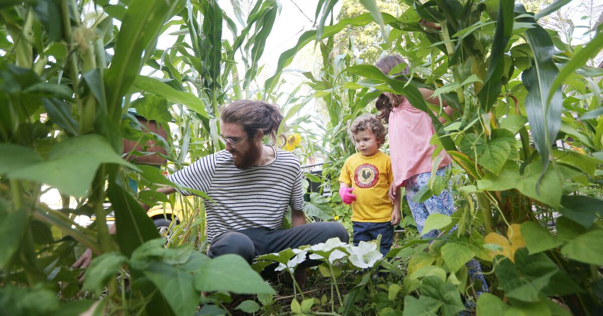 Community farming project in Toronto’s Brockton Village is going strong