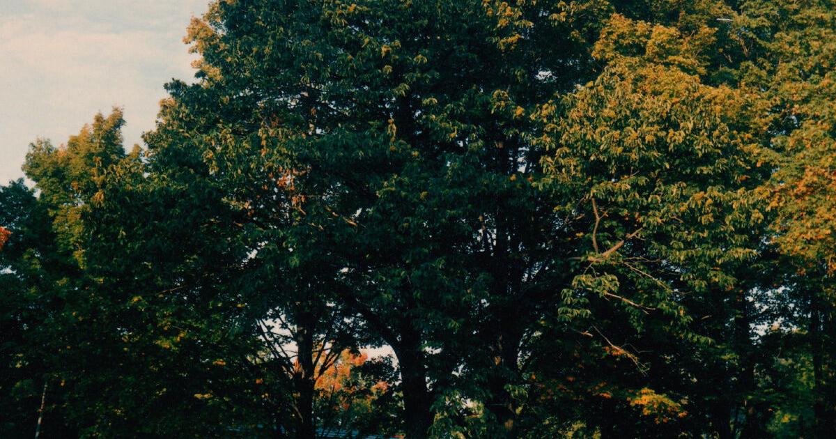 Science finds a way to bring back the American chestnut tree