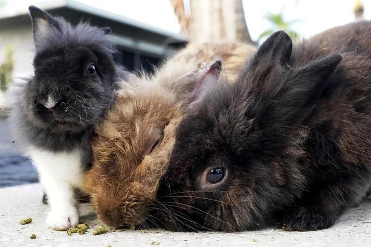 Fuzzy invasion of domestic rabbits has a Florida suburb hopping into a ...