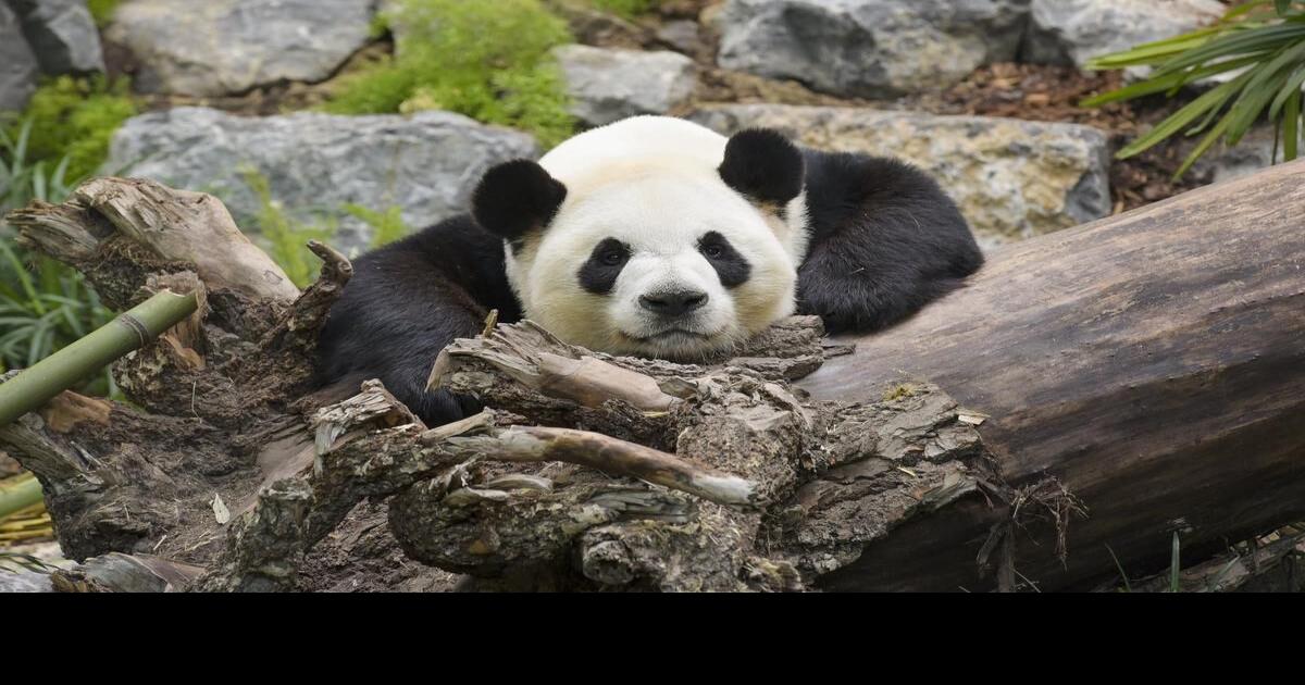 Giant pandas explore their new Calgary Zoo home